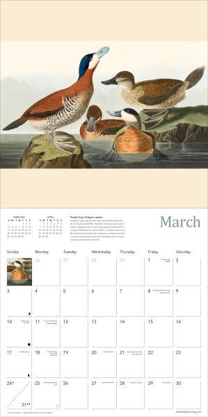 Fitzwilliam Museum: Audubon Birds Wall Calendar 2024 (Art Calendar ...